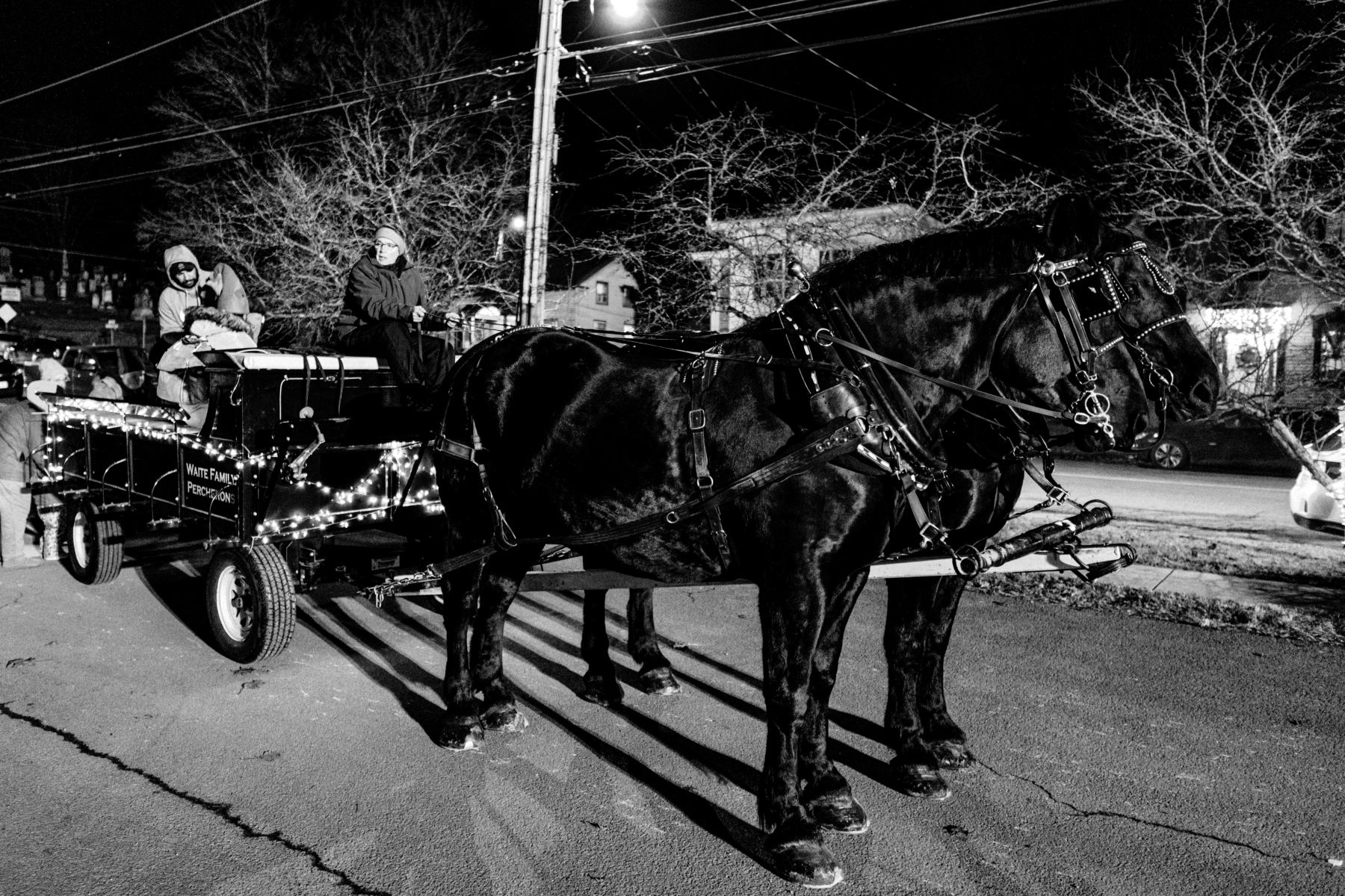 Gallery - Waite Family Percherons