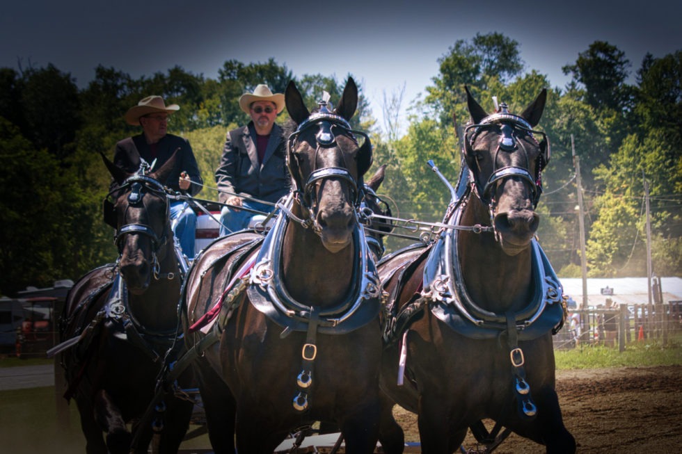 Our Horses - Waite Family Percherons
